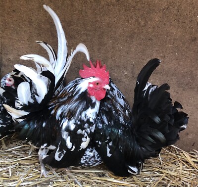 Poultry - Serama Eggs