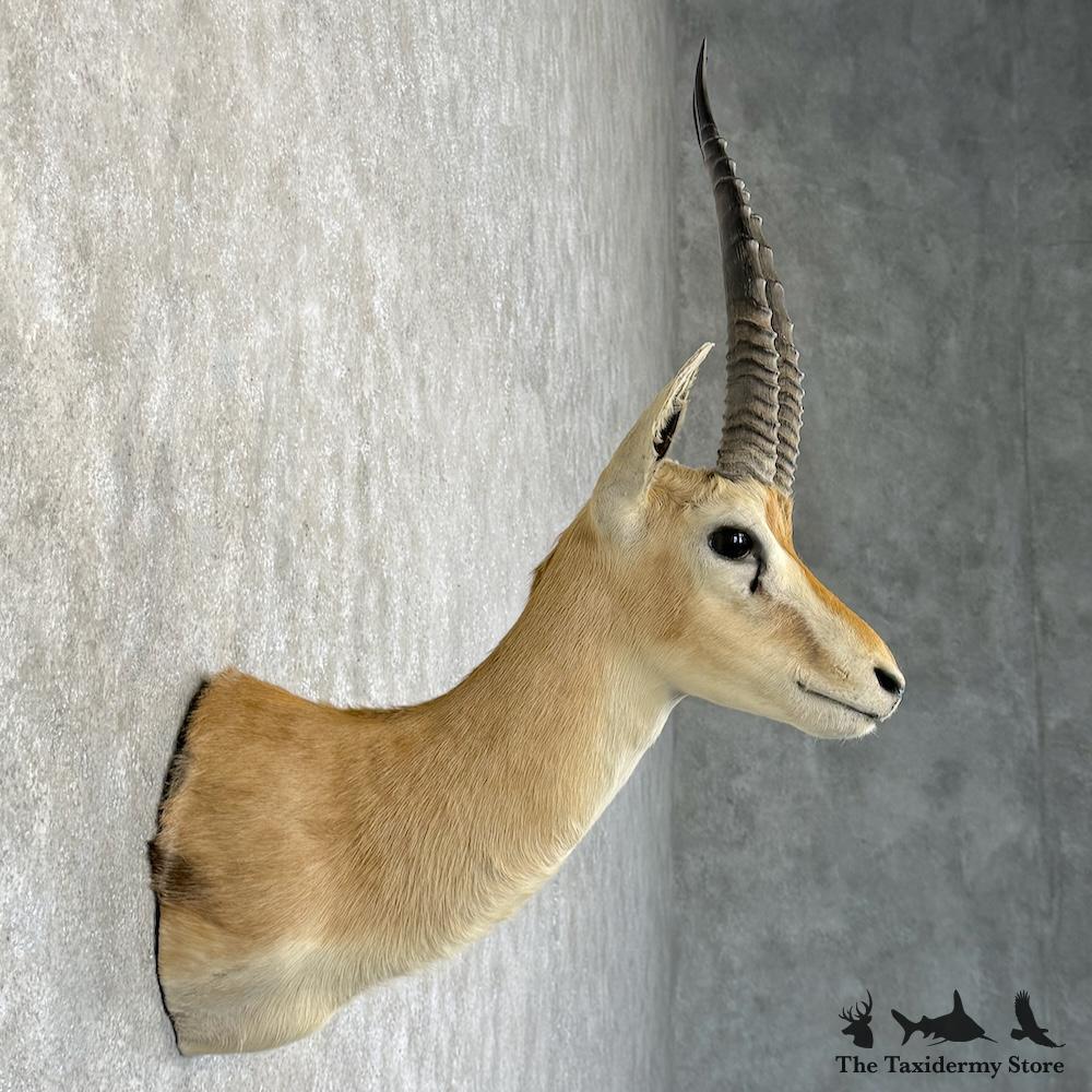 African Gazelle Head Lot EAST AFRICAN ROBERT'S GAZELLE TAXIDERMY