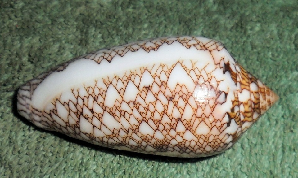 RA RFM 78861 Conus textile scriptus Sowerby 1858 53.0 mm. On sand at low tide un | eBay