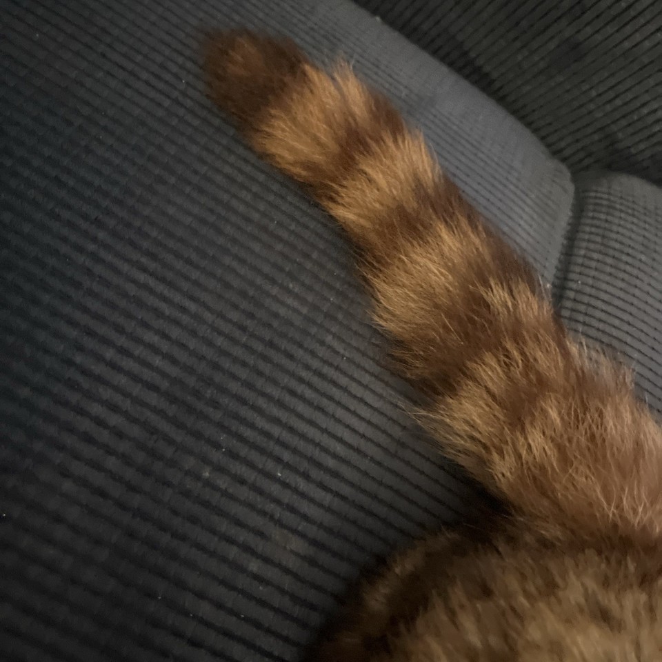 Davy Crockett Daniel Boone Raccoon Skin Cap Hat Vintage | eBay