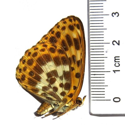 RARE insect unmounted folded butterfly Nymphalidae Timelaea albescens ...