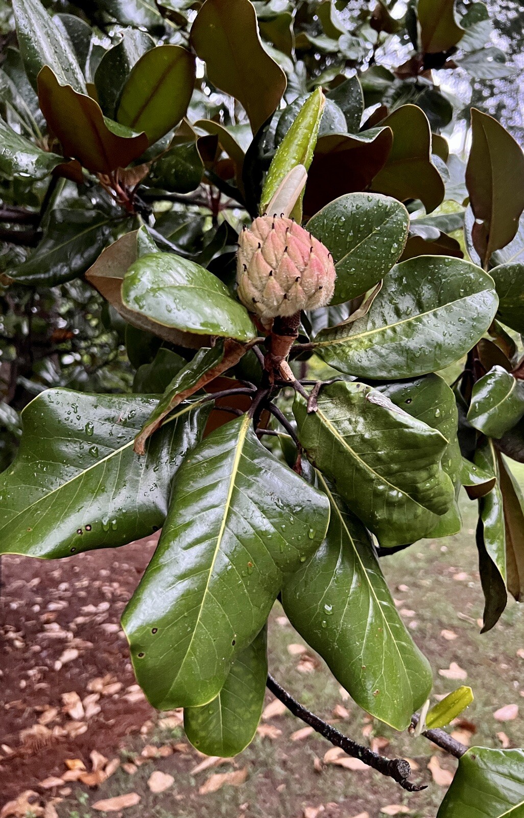 20 Organic Magnolia Tree Seed Pods Heat Treated Pet Reptile Vivarium ...