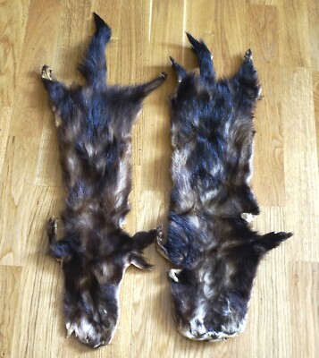 Lot of 2 European Pelt Skin Fur Polecat and BEECH Marten Taxidermy | eBay