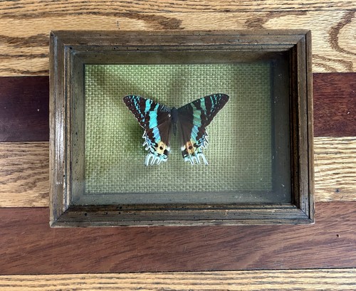 “Sunset Moth” In Shadowbox! from Madagascar (Urania ripheus) | eBay