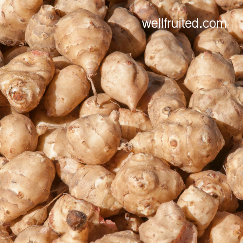 12 White Mammoth Organic Sunchoke / Jerusalem Artichoke - Helianthus ...