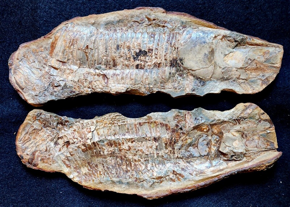 Aspidorhynchus prehistoric Bowfin fish two sided fossil. 14.5-inches ...