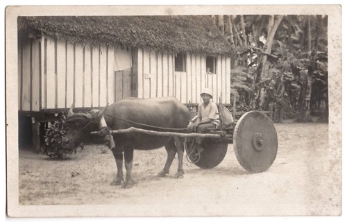 1915 Guam, Mariana Islands REAL PHOTO Native Chamorro Man on Ox Cart ...