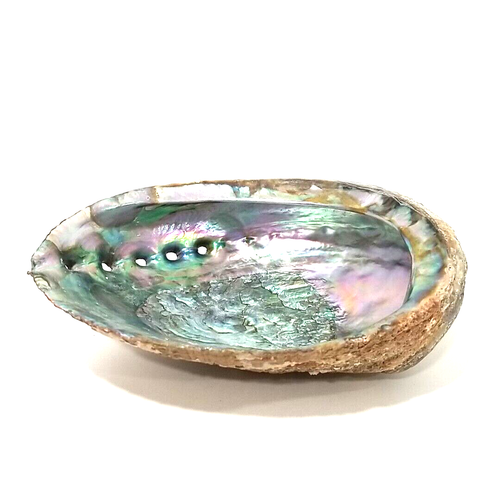 Natural California Abalone Shell Trinket Dish MOP Coastal Decor Display ...