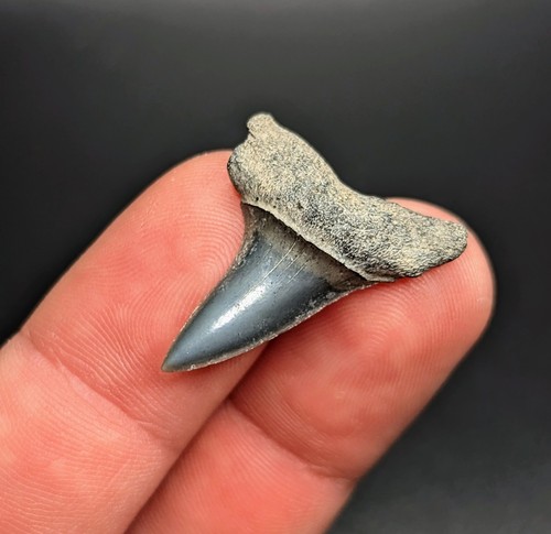 Beautiful Blue Isurus Retroflexus Mako Shark Tooth SC Gem | eBay