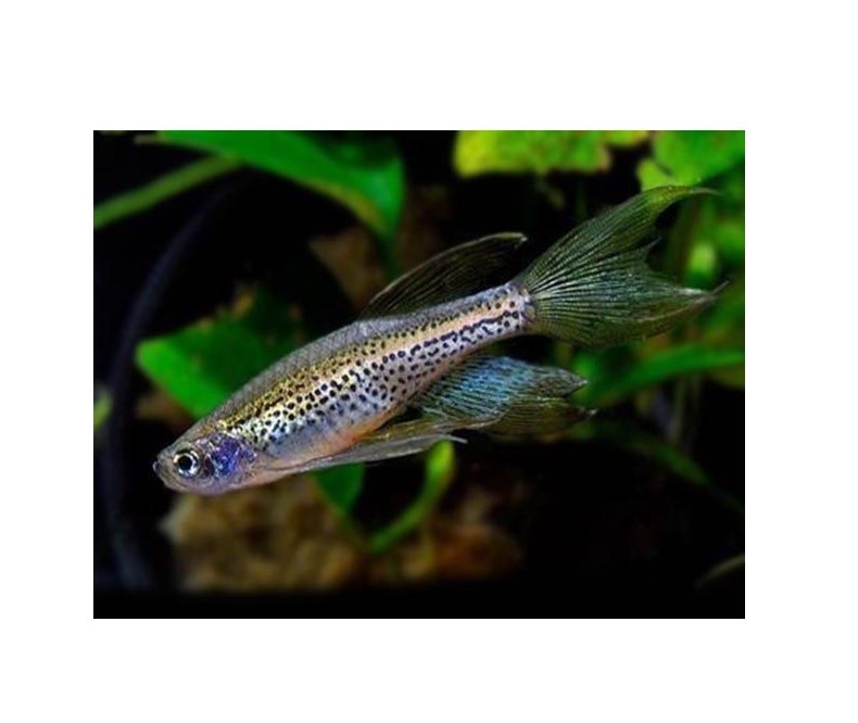 Long Fin Leopard Danio Live Freshwater Fish | eBay