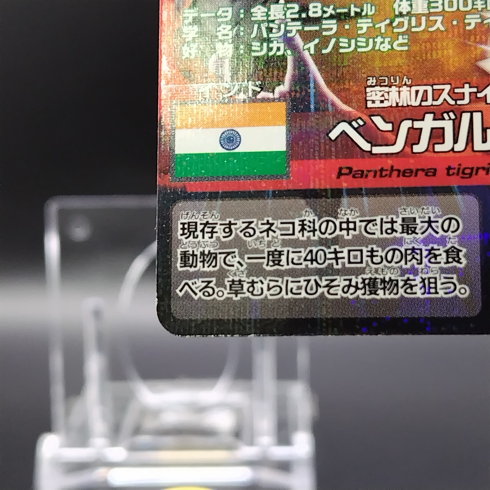 Panthera tigris tigris Animal kaiser Holo Card Japanese 2008 BANDAI ...