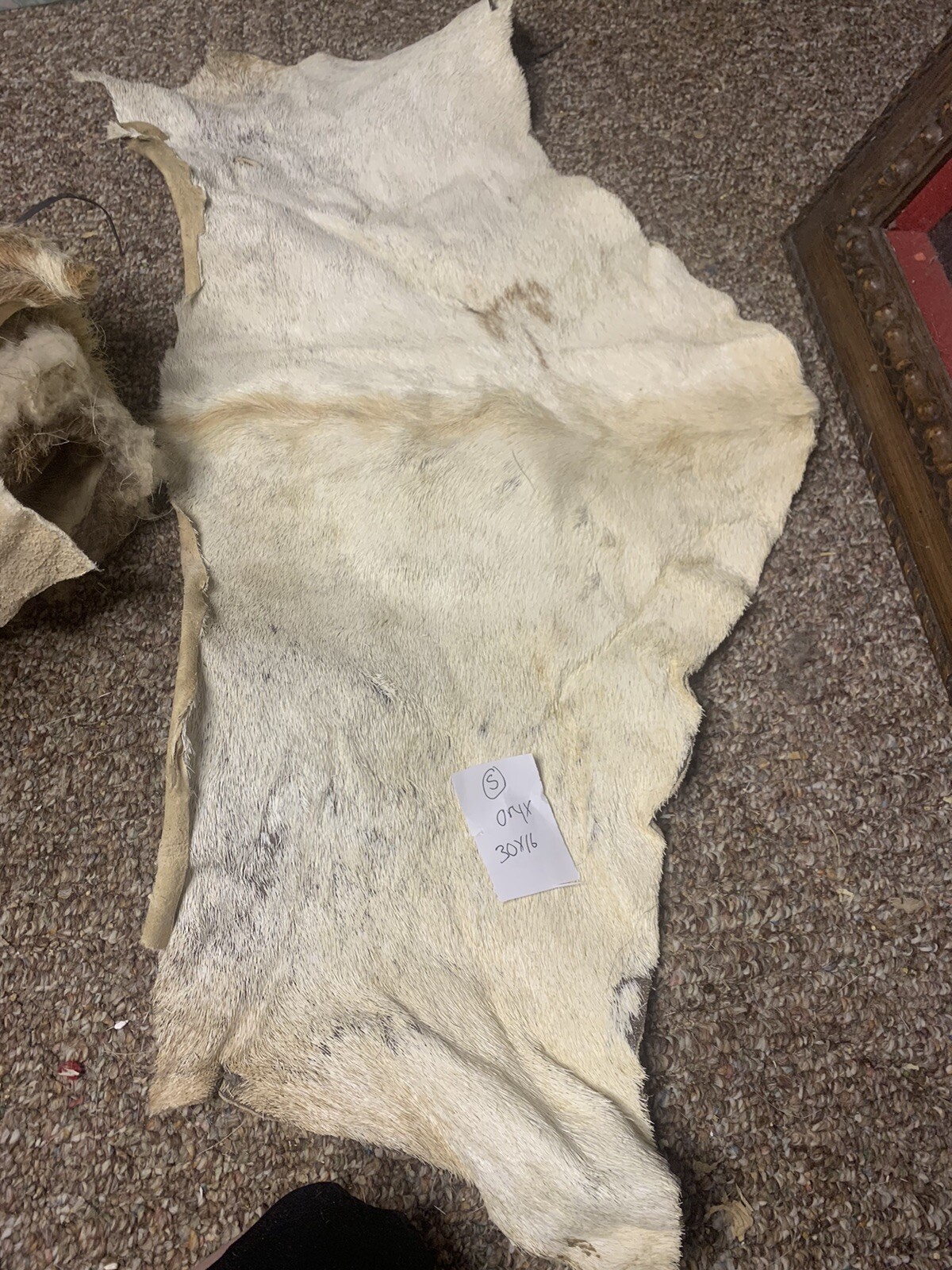 African Oryx Big Game Hide Fur Taxidermy Leather Oddity Curiosity | eBay