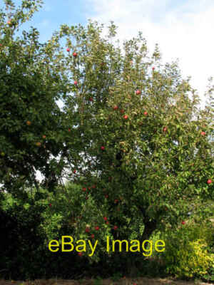 Photo 6x4 Apple trees by the roadside Stalham For a detailed view see ...