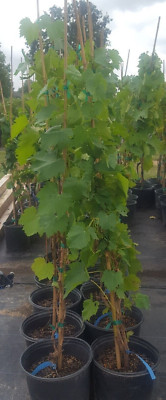 Catawba Grape 4-6 Feet Tall Live Vine Plants Vines Plant Sweet Grapes ...