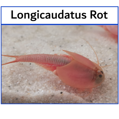 Triops Longicaudatus Rot (Urzeitkrebse) - 100 Eier abgezählt + Futter ...