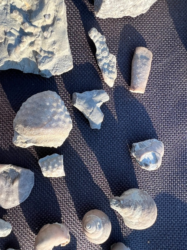 OHIO/KENTUCKY UPPER ORDOVICIAN Fossils Trilobite Crinoid Bryozoan ...