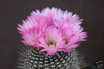 Notocactus rutilans, parodia rare cactus cacti 25 SEEDS | eBay