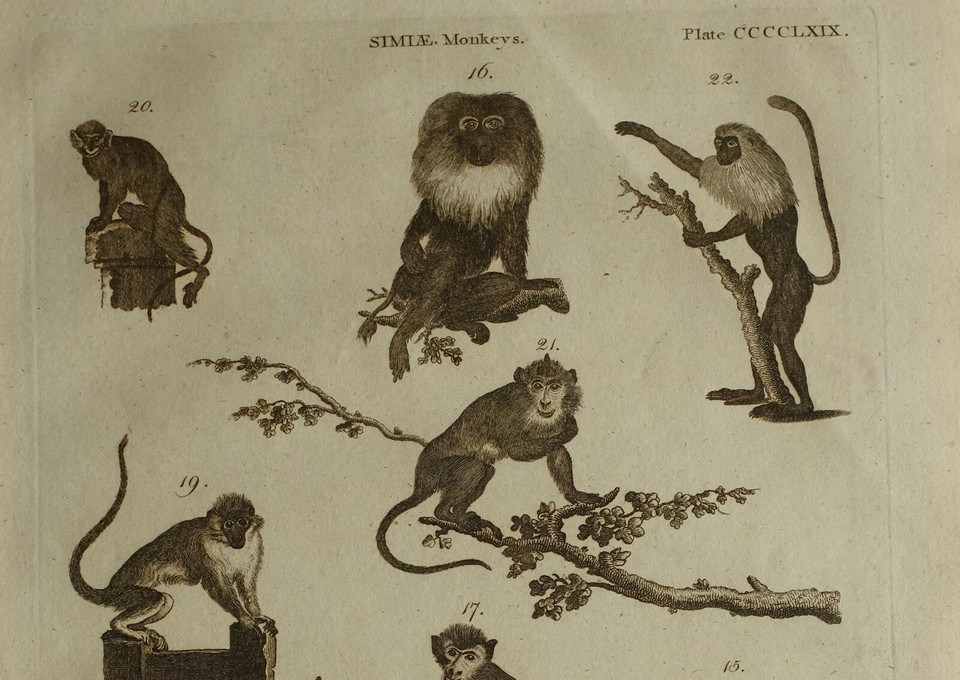 1797 ORIGINAL PRINT SIMIAE MONKEYS DOG FACED MONKEY EGRET KING LION ...