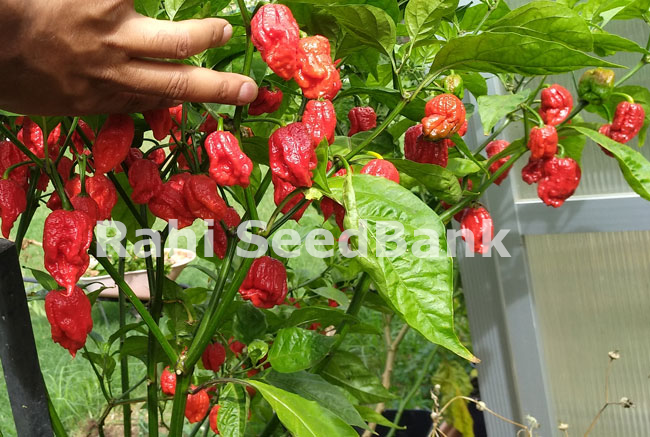 Carolina Reaper Pure Strain Le piment le plus chaud du monde - 5 ...