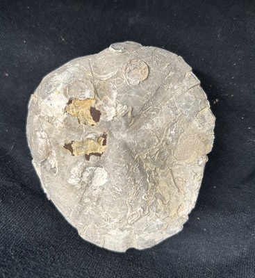 BIG 3.5” Texas Fossil Echinoid Macraster sp. Cretaceous Dinosaur Age ...