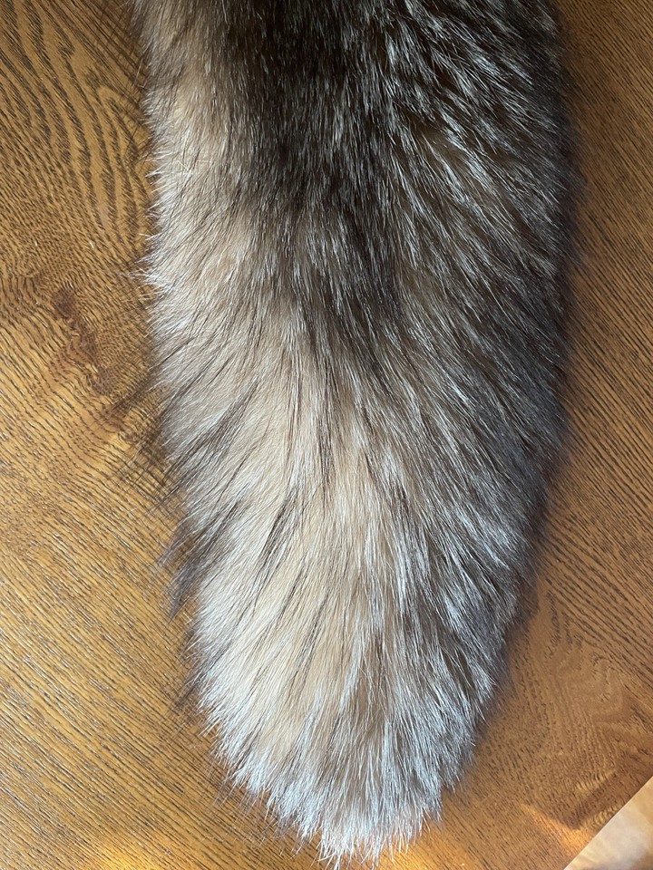 Vintage Fur Stole/Collar, Silver Fox, Coyote, Great Condition | eBay