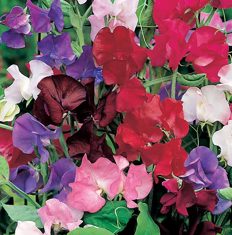 Sweet Pea Spencer Mix Flower Seeds Lathyrus Odoratus Mixed Colours 10g ...