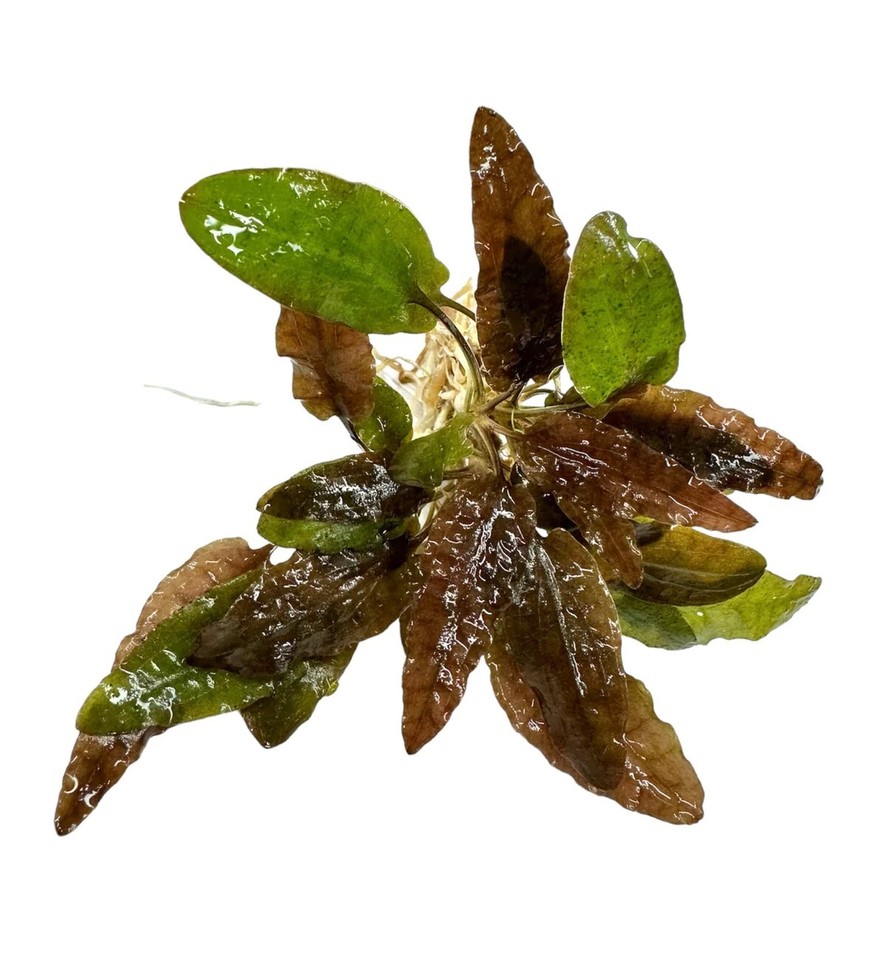 Cryptocoryne Wendtii 'Bronze' - BUY3GET1FREE - Live Aquarium Red Plant ...