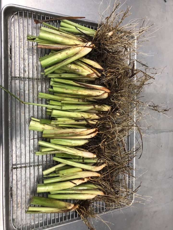 Luray Lemongrass 12 Live PLANTS starter/rooted plugs (Pre-orders) ~A ...