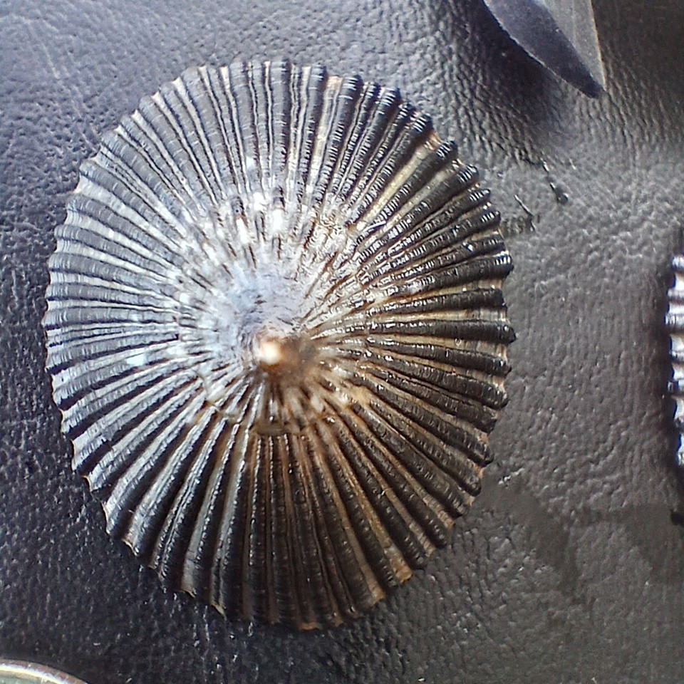 15 A+++ Premium Hawaiian Opihi Limpet Sea Shells | eBay