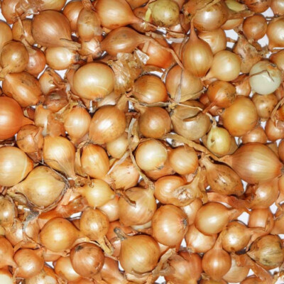 Onion Sets 'Stuttgarter' 50 / 100 / 200 / 300 / 500 Sets - Onions the ...