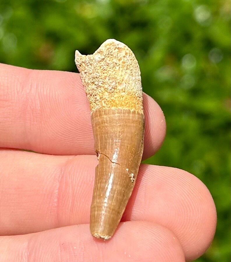 ROOTED Fossil Crocodile Tooth Morocco Cretaceous Dinosaur Tooth Kem Kem ...