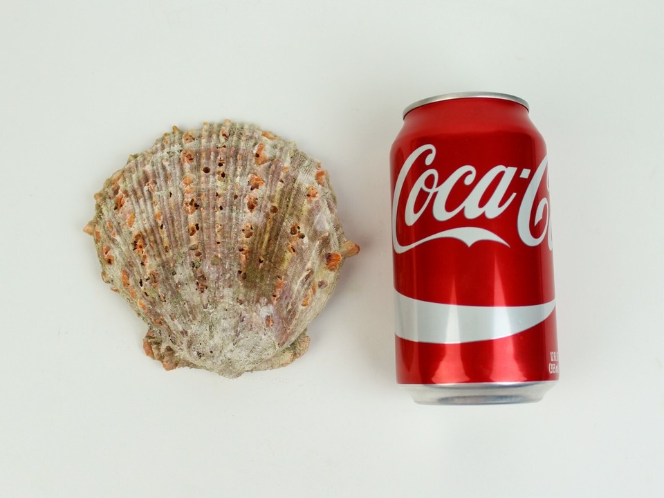Red Orange Spiny Oyster Shell – Second Quality (1086-12-G3338) P11 | eBay