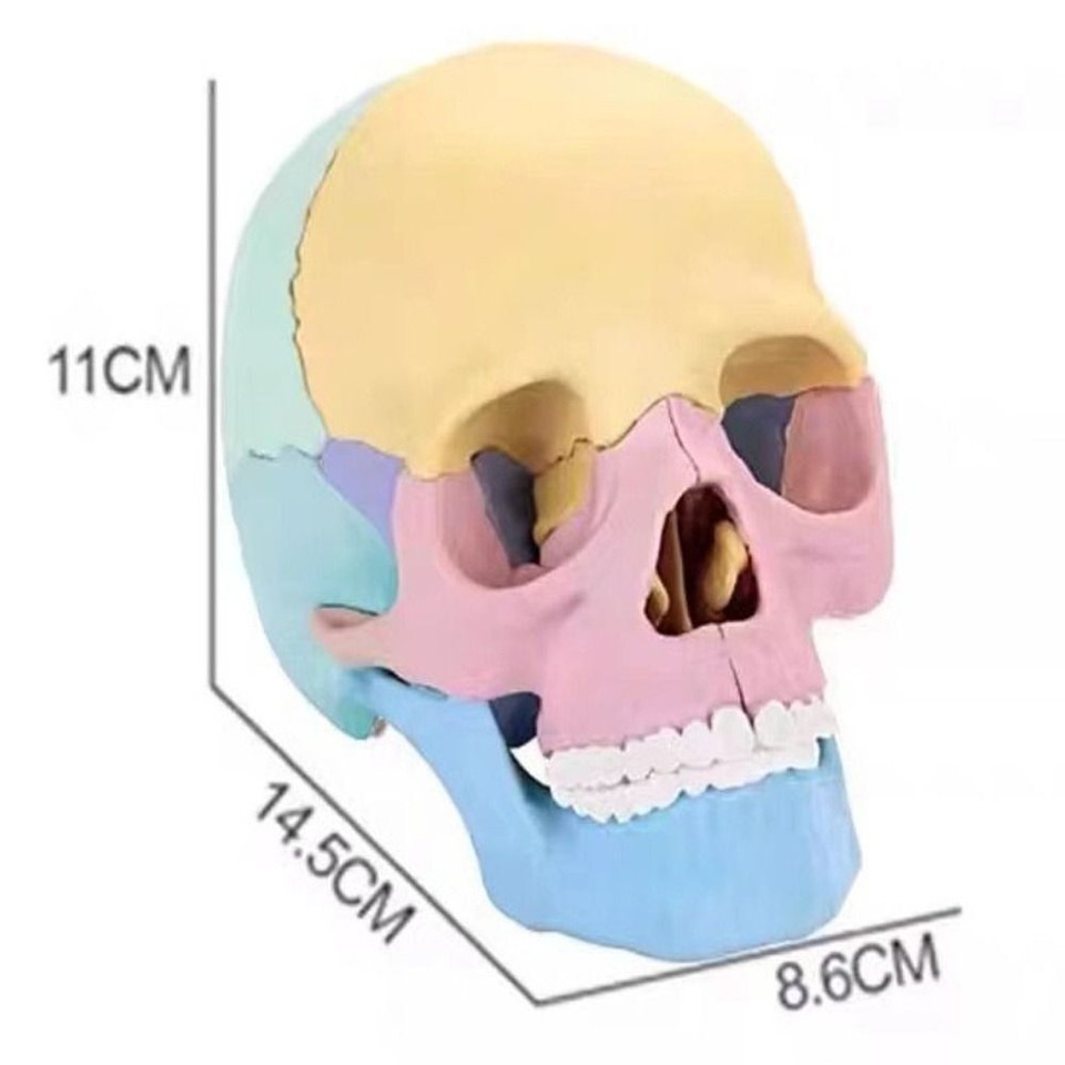 4D Anatomy Skull Model Dental Human-Skull Model Skull Model Oral ...