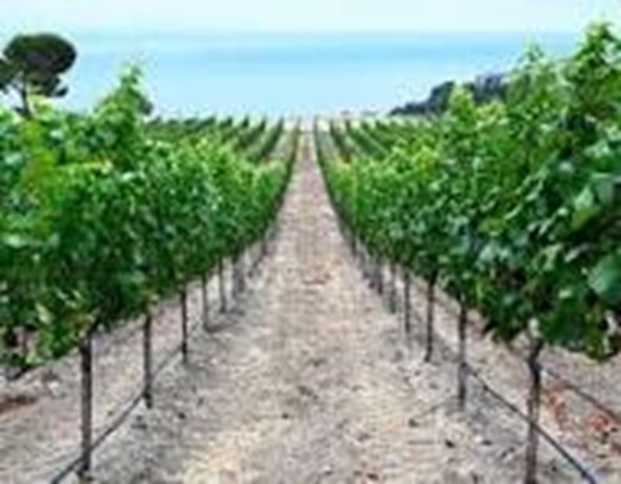 Potassium sulfate GRANULAR SOP Sulfate of Potassium Fertilizer 0-0-50 ...