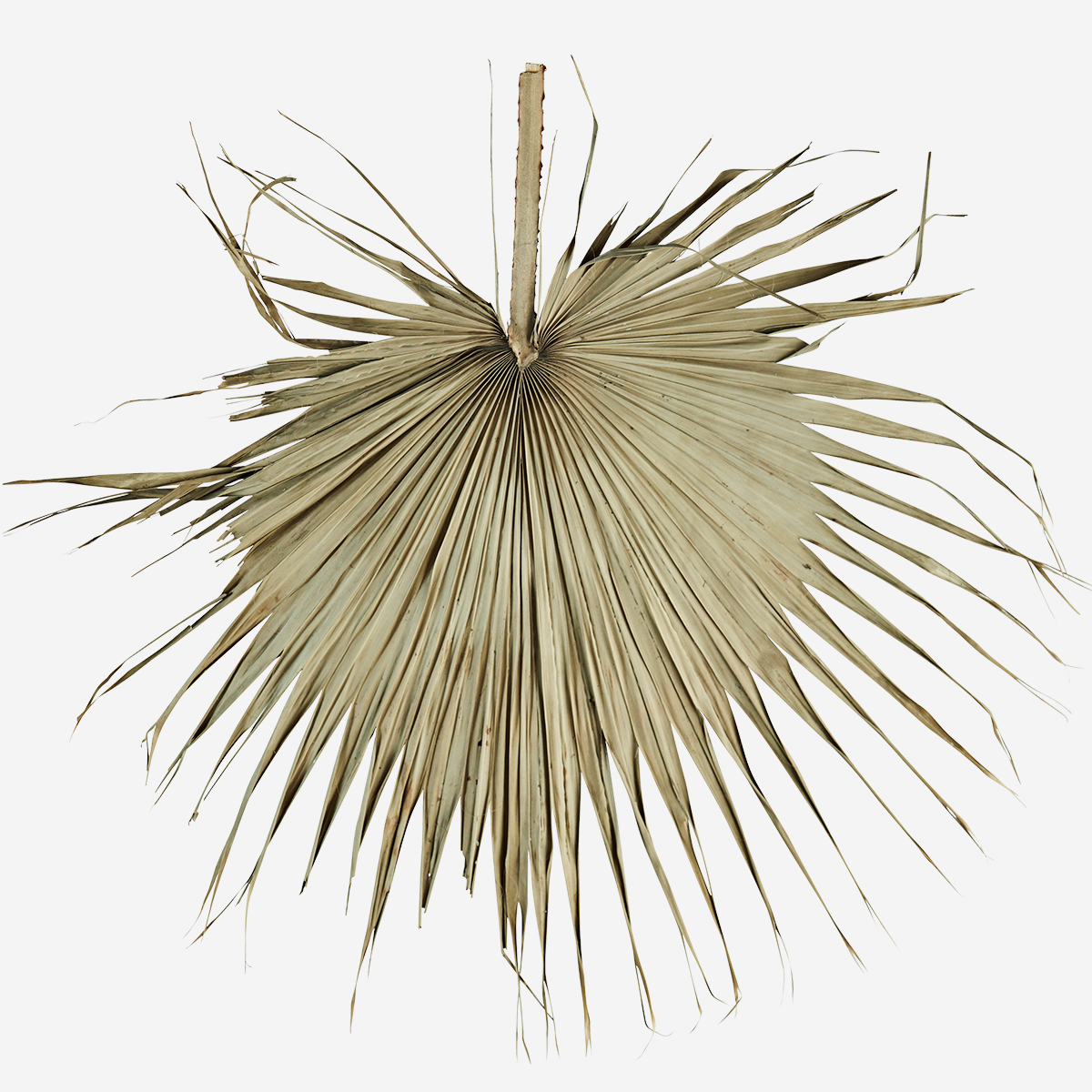 Large Dried Palm Leaf Wall Hanging, 80cm Rustic Boho Tropical Natural ...