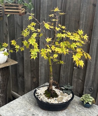 18 YR OLD JAPANESE MAPLE BONSAI TREE IN 12” CERAMIC POT ( SANGU KAKU ...