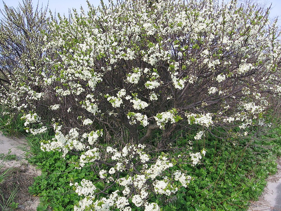 Beach Plum, Prunus maritima, Shrub Seeds (Showy, Edible, Hardy, Fast ...