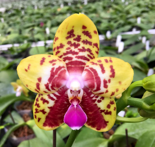 Phalaenopsis Orchid World "Bonnie Vasquez" "AM/AOS - Fragrant, Bloom ...
