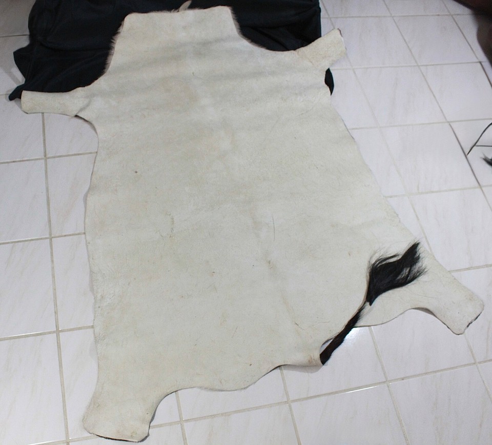 Authentic Beautiful South African Gemsbok Antelope Hide 83in x 50in ...