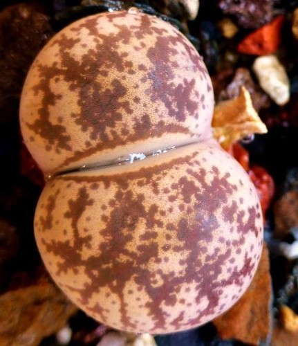 Lithops Coleorum, rare mesembs exotic succulent living stones cactus 15 ...