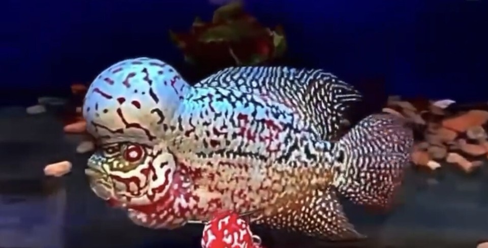 King Kamfa F2 5 color full pearls mask size 5" | eBay