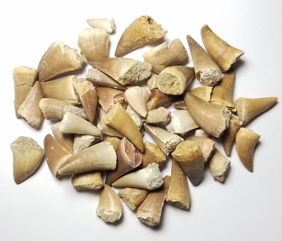 Lot of 50 Detailed Mosasaur Teeth Bulk Wholesale Morocco Dinosaur Bone ...