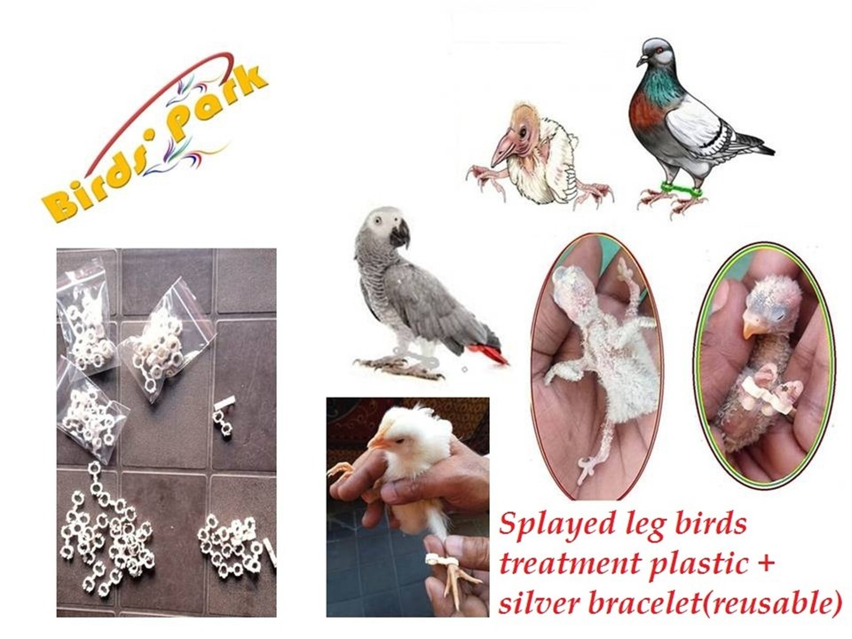 Straight leg syndrome/Splayed leg bird treatment Bracelet for Pigeons ...