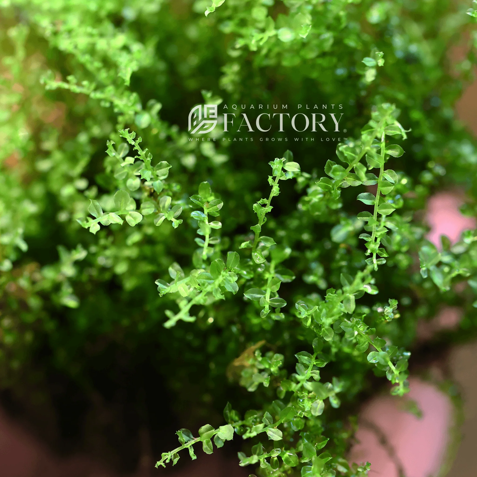 Pearl Moss | Aquarium Plants Factory® | eBay