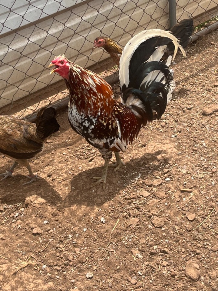 "(10+) LC Pure Spangled Mclean Chicken Hatching Eggs" | eBay