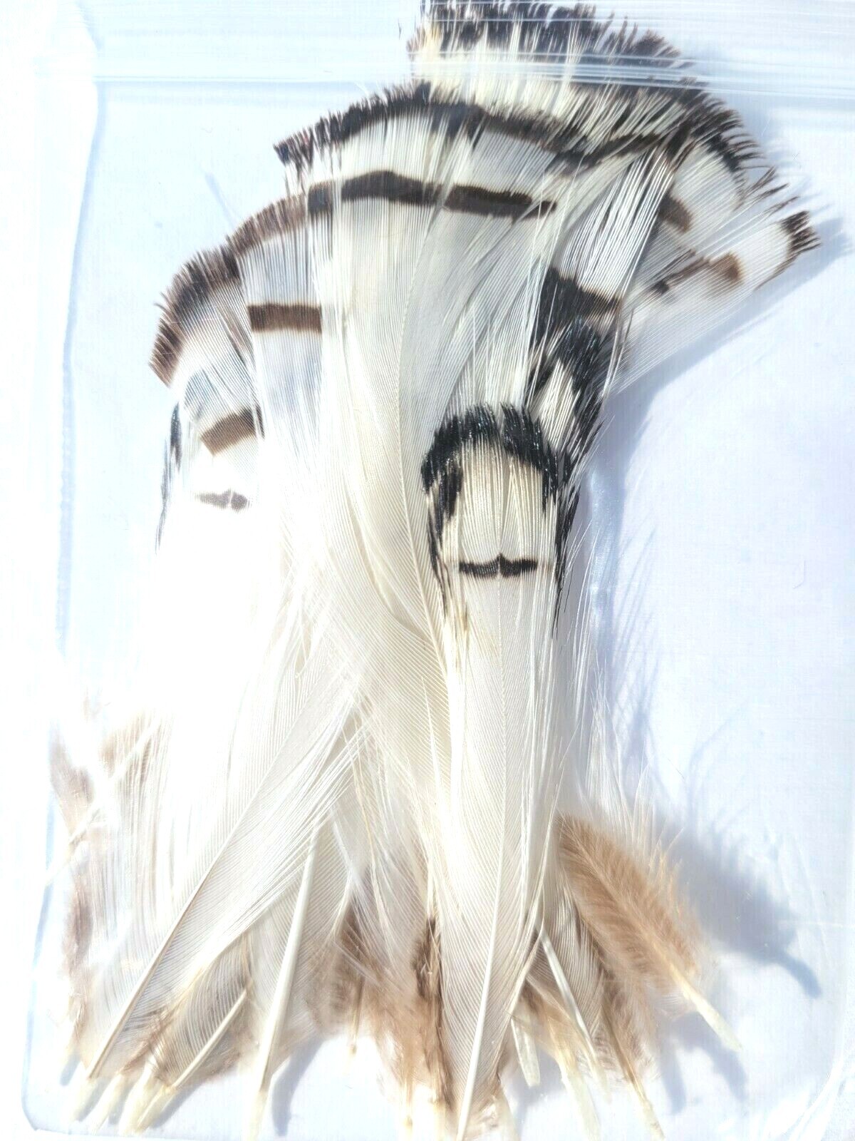 LADY AMHERST - Pheasant Tippet Feathers - FLY TYING MATERIALS - 12 ...