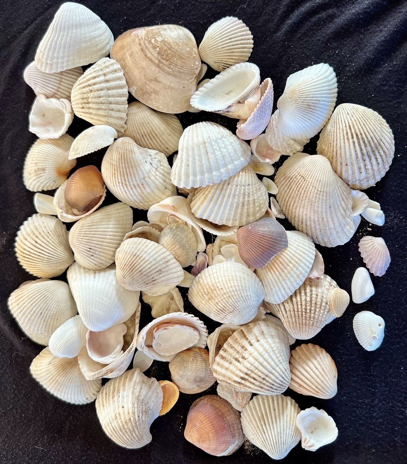 Assortment of Sea Shells Clam Shape - Over 1# DYI Arts & Crafts ...