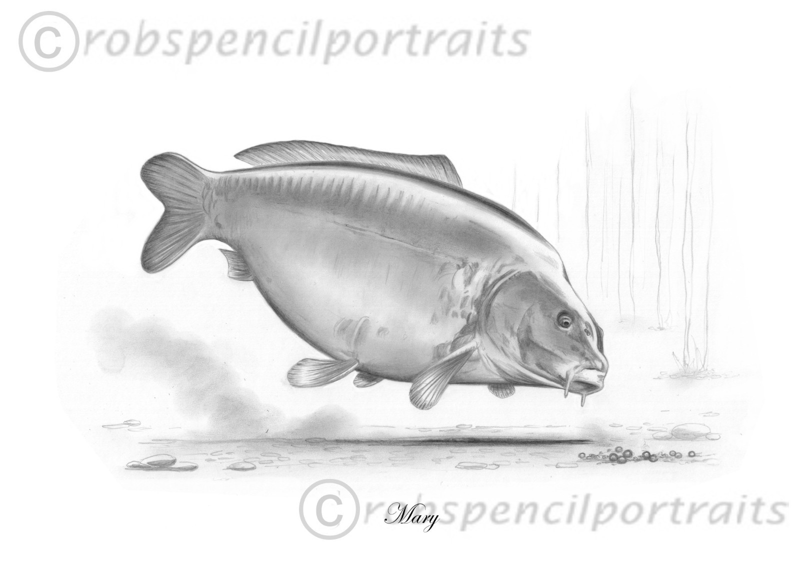 MARY Classic Legendary Famous Carp Pencil Drawing Art Print Wraysbury ...