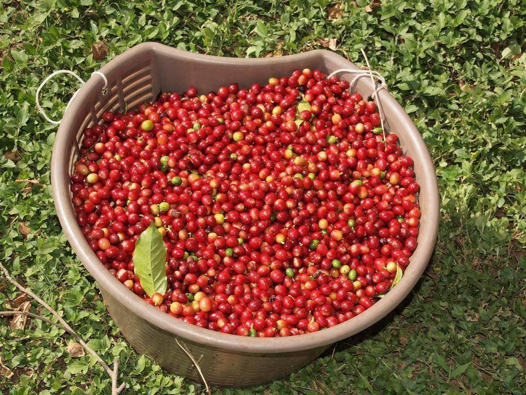 KENYA KARANI COFFEE BEANS PEABERRY MEDIUM ROASTED 5 POUNDS | eBay