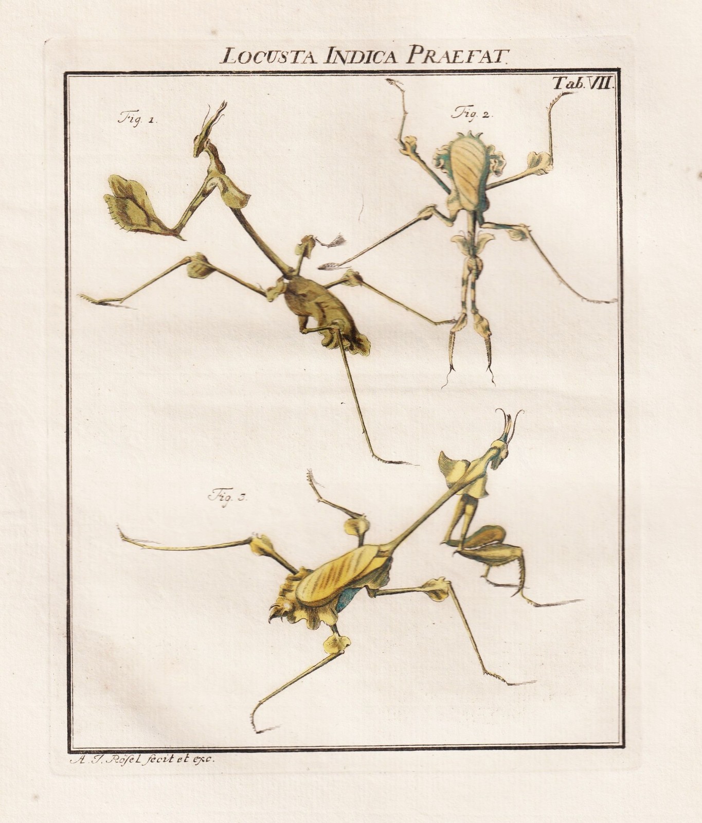 Tab VII Locust Grasshopper Cricket Rösel Rosenhof Copper Engraving 1746 ...